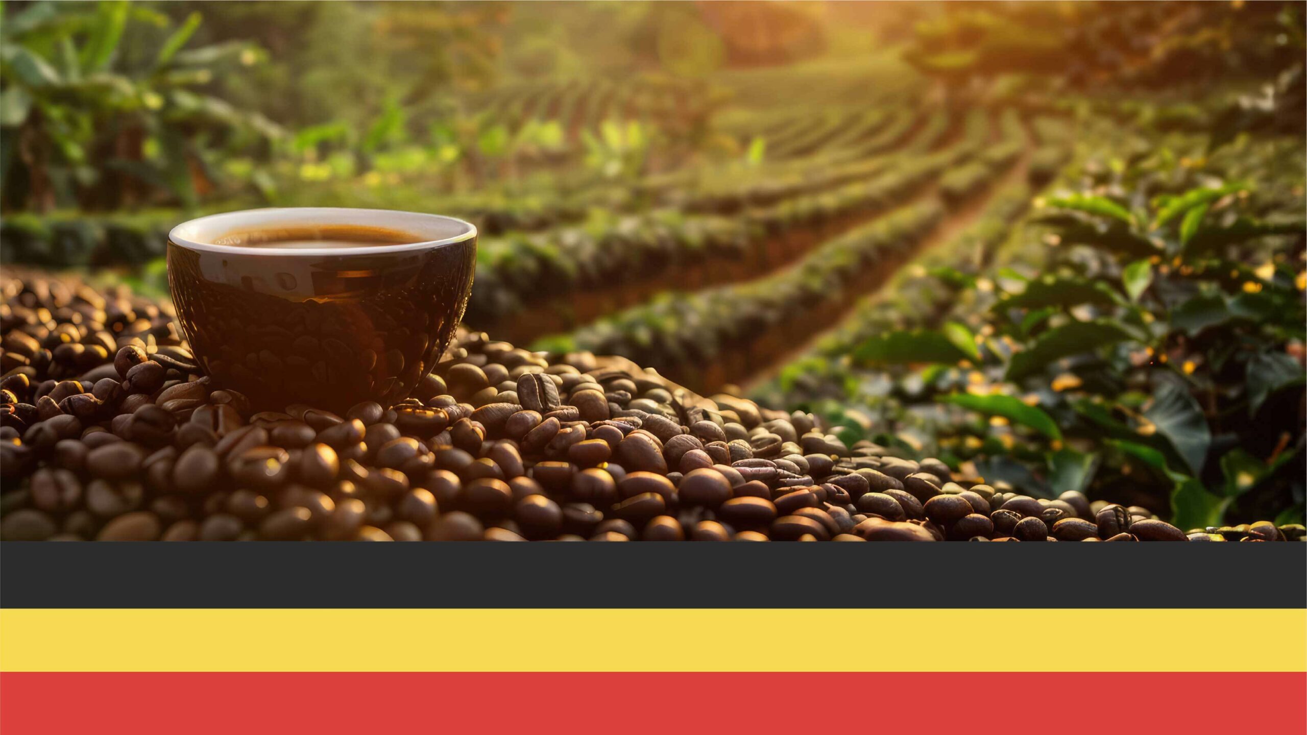 The Coffee Kingdom: How Buganda’s Plantations Redefined Uganda’s Future ...